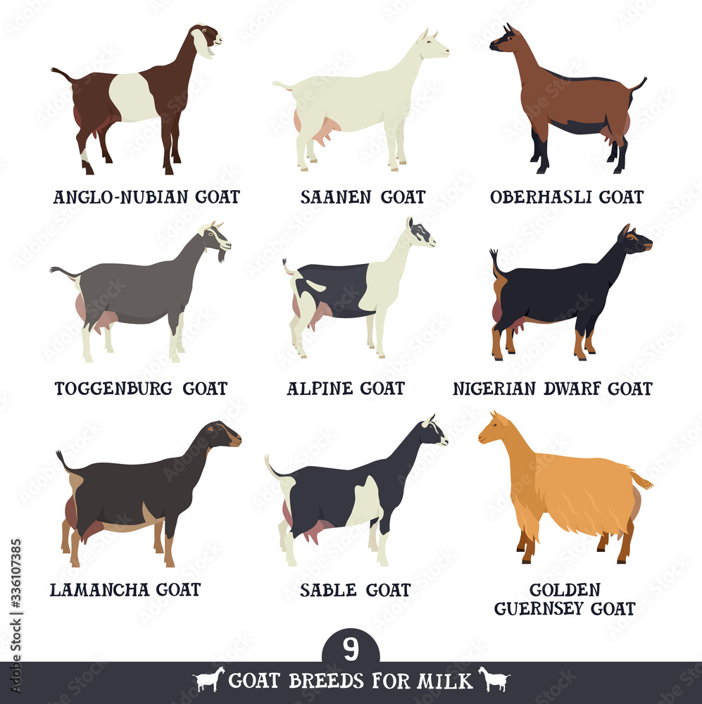 Set of nine breeds of domestic goats Flat vector illustrations Isolated ...