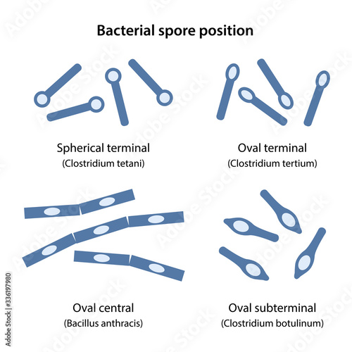 The position of the bacillus spores: central, terminal, subterminal ...