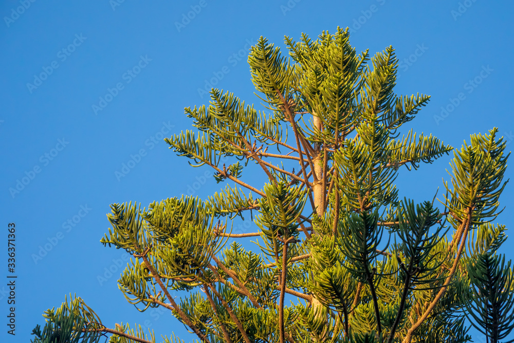 Araucariaceae – also known as araucarians – is a very ancient family of ...