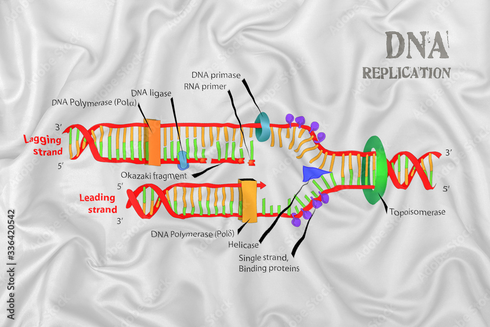 DNA replication schematics Stock Illustration | Adobe Stock