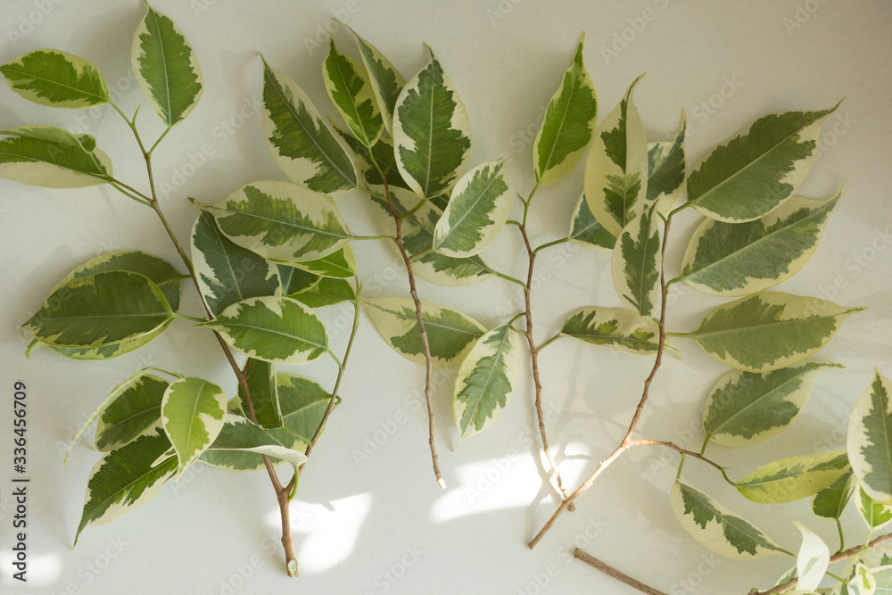 Cuttings of branches of ficus benjamina on the white background Stock ...
