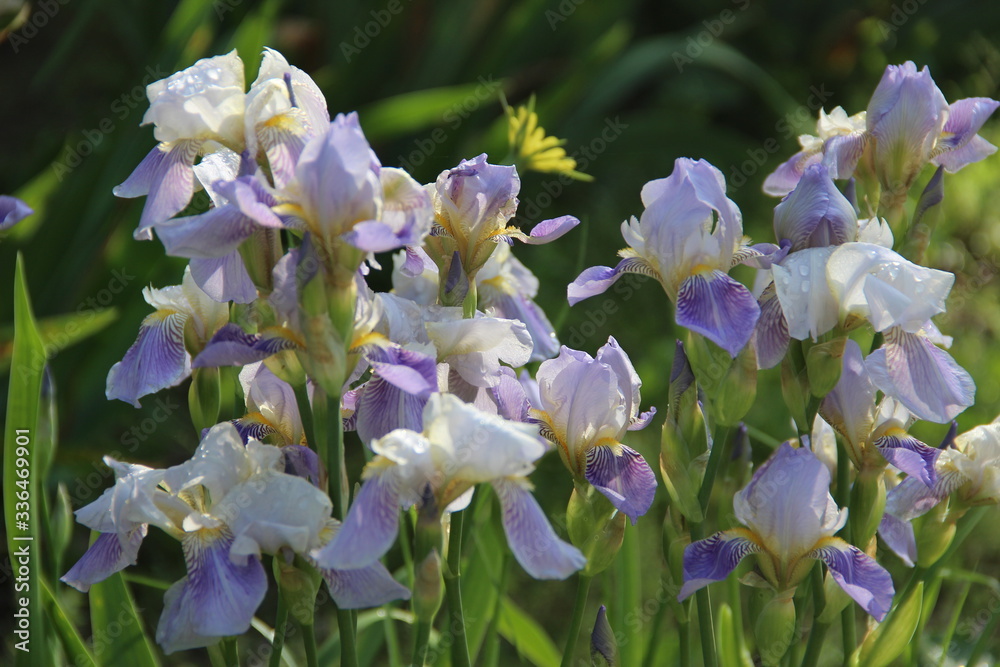 Beautiful Tender Irisis Close-up. Spring-flowering. Natural spring ...