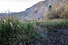 Tall Brush On River Shore Free Stock Photo - Public Domain Pictures