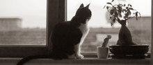 Orange Cat Looking Out Window Free Stock Photo - Public Domain Pictures