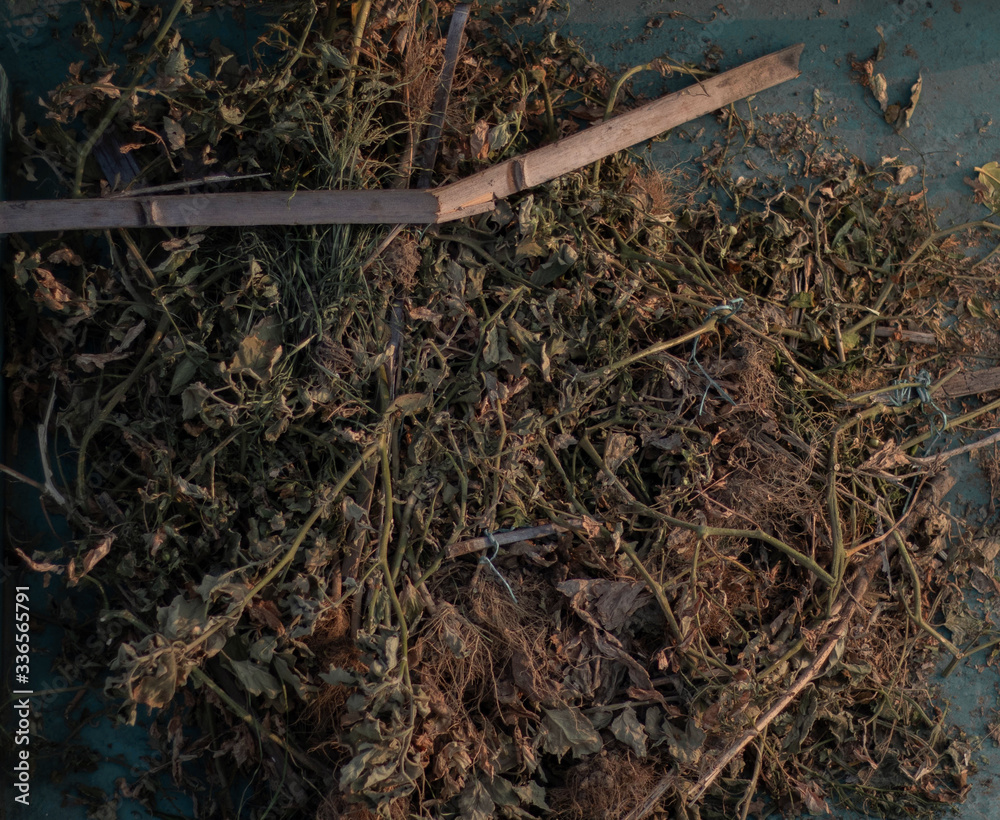 Tomato Stricken Phytophthora (Phytophthora Infestans). Plant get sick ...