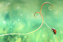 Fractal Ladybug Free Stock Photo - Public Domain Pictures