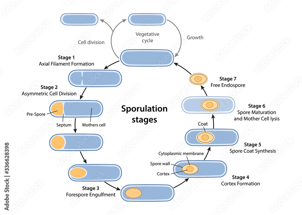 Stages of endospore formation with description steps: cell division ...