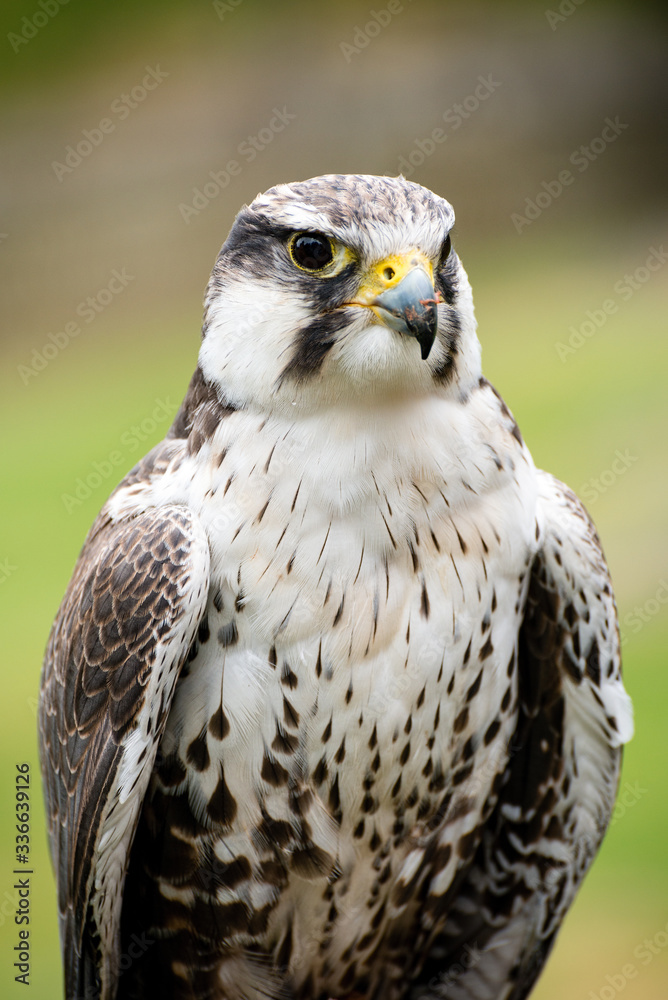 The peregrine falcon (Falco peregrinus), also known as the peregrine ...