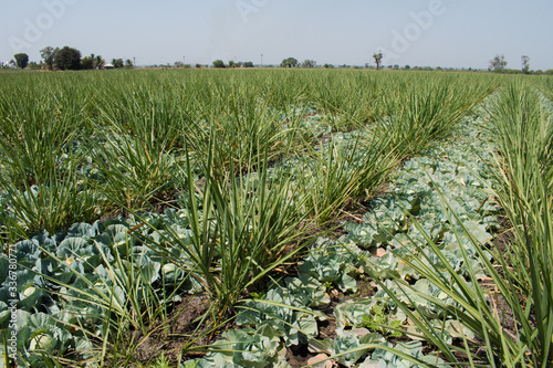 Sugarcane intercropping with Cabbage or Cauliflower. Sugarcane ...