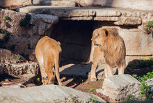 Lioness In Africa Free Stock Photo - Public Domain Pictures