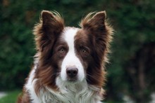Dog Border Collie, Flowers Free Stock Photo - Public Domain Pictures