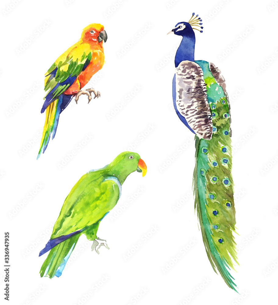 Watercolor hand painted exotic tropical parrots and peacock ...