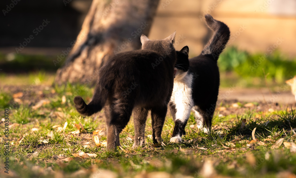 Funny cats friends is meet each others, meme photo of stray animals ...