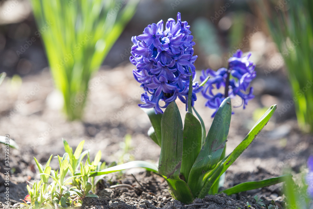 Purple Dutch Hyacinth in blossom Stock Photo | Adobe Stock