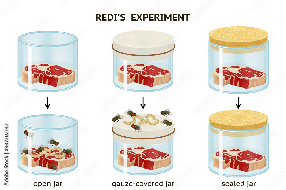 Francesco Redi's experiment: flies are necessary to produse flies: they ...