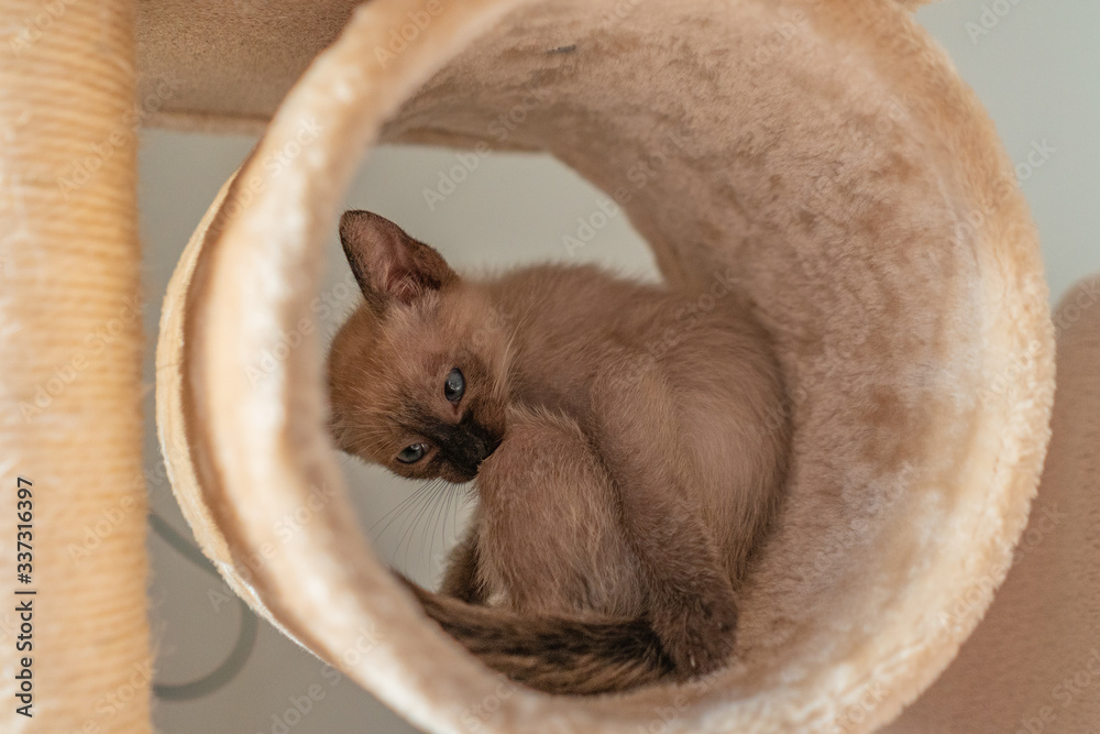Funny cute small Siamese kitten hiding in the cat house. Purebred six ...