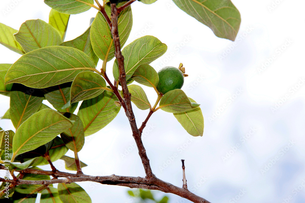 araca fruit wild guava species Stock Photo | Adobe Stock
