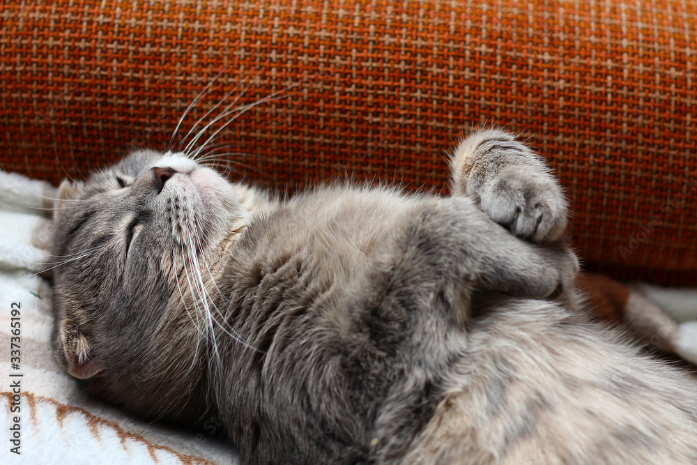 The cat is sleeping on its back. The breed is Scottish fold. Funny ...