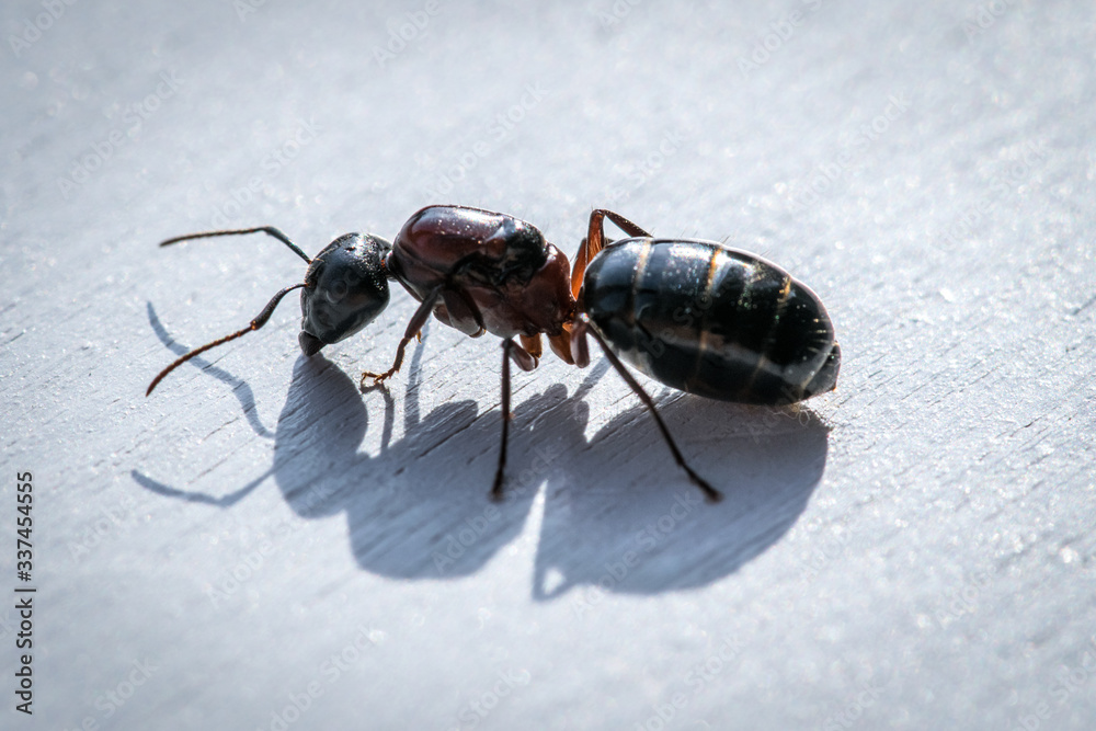 Carpenter Ant Up Close Insects Stock Photo | Adobe Stock