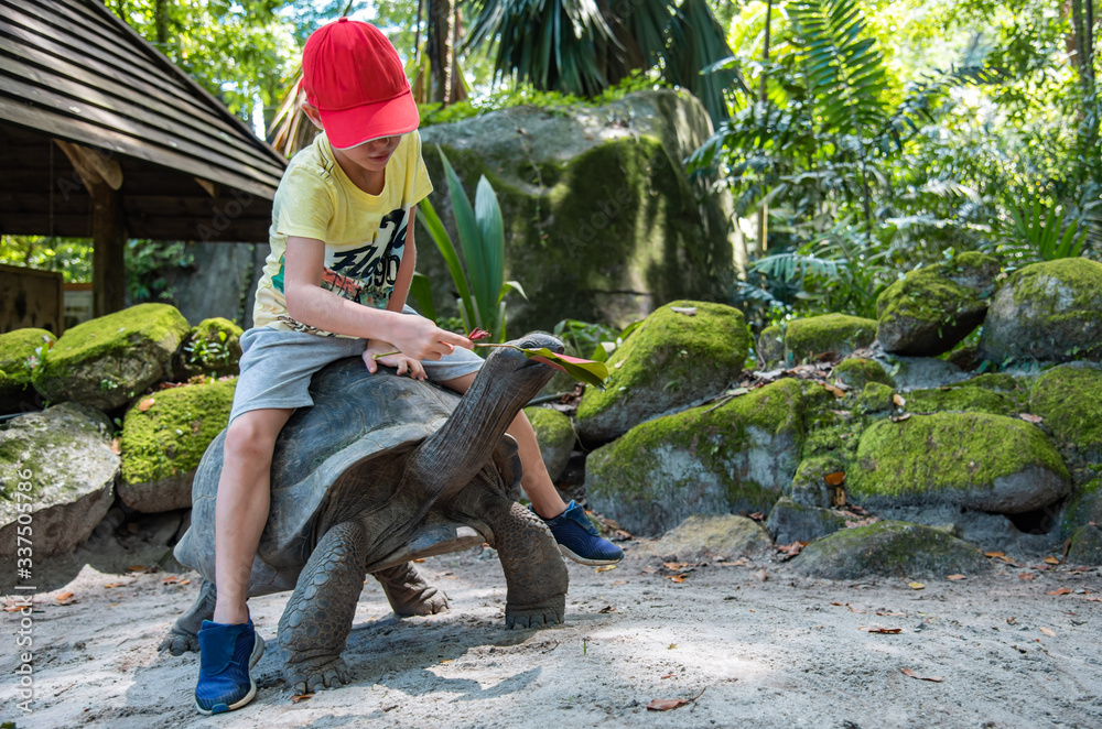 Kid sitting on top of Aldabra giant tortoise at the national park and ...