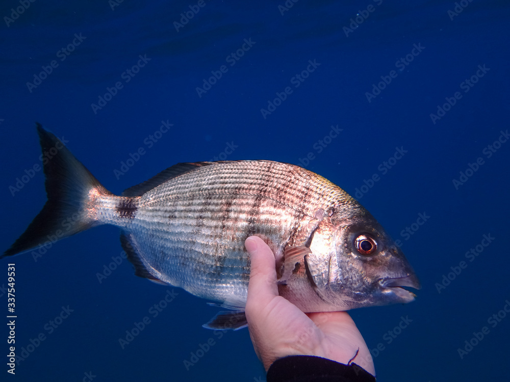 Foto de Stock Fish teeth of a wild atlantic white seabream, Diplodus ...