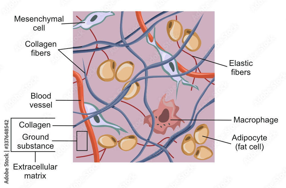 Connective tissue and the extracellular matrix Stock Vector | Adobe Stock