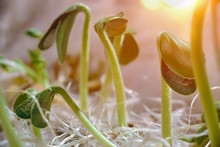 Bean Sprout Macro Free Stock Photo - Public Domain Pictures