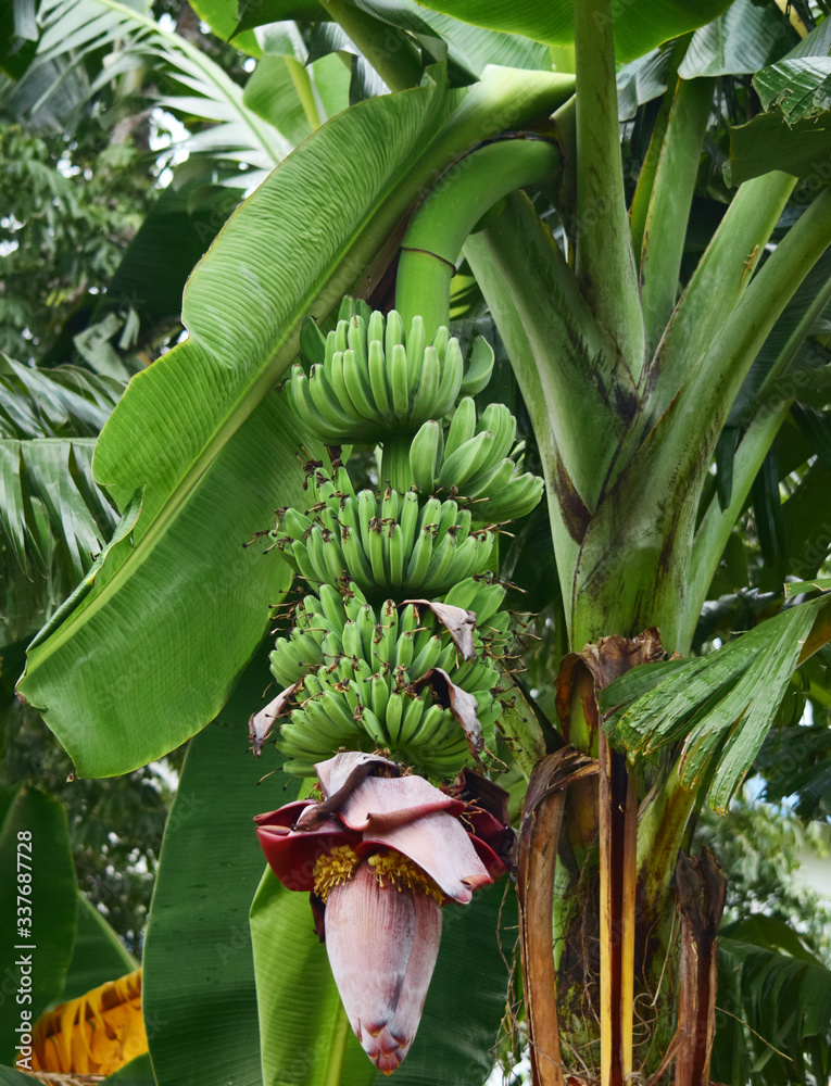Banana flower - The teardrop-shaped purple flower at the end of the ...