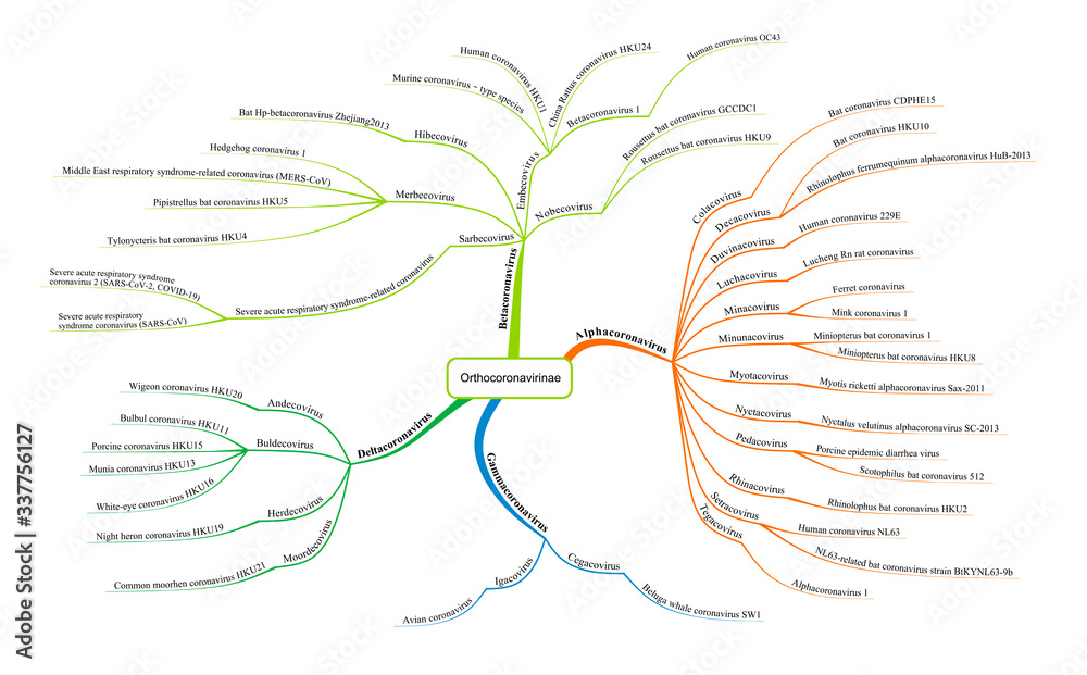 Coronavirus taxonomy diagram with 2019-ncov virus classification ...