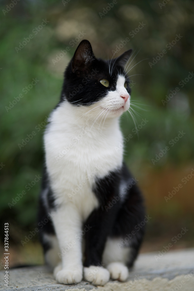 Black and white cat, Felix standing in the garden against the backdrop ...