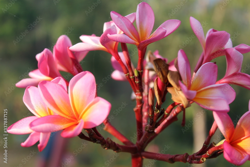 Adenium is a small group of plants known from dry climates in sub ...