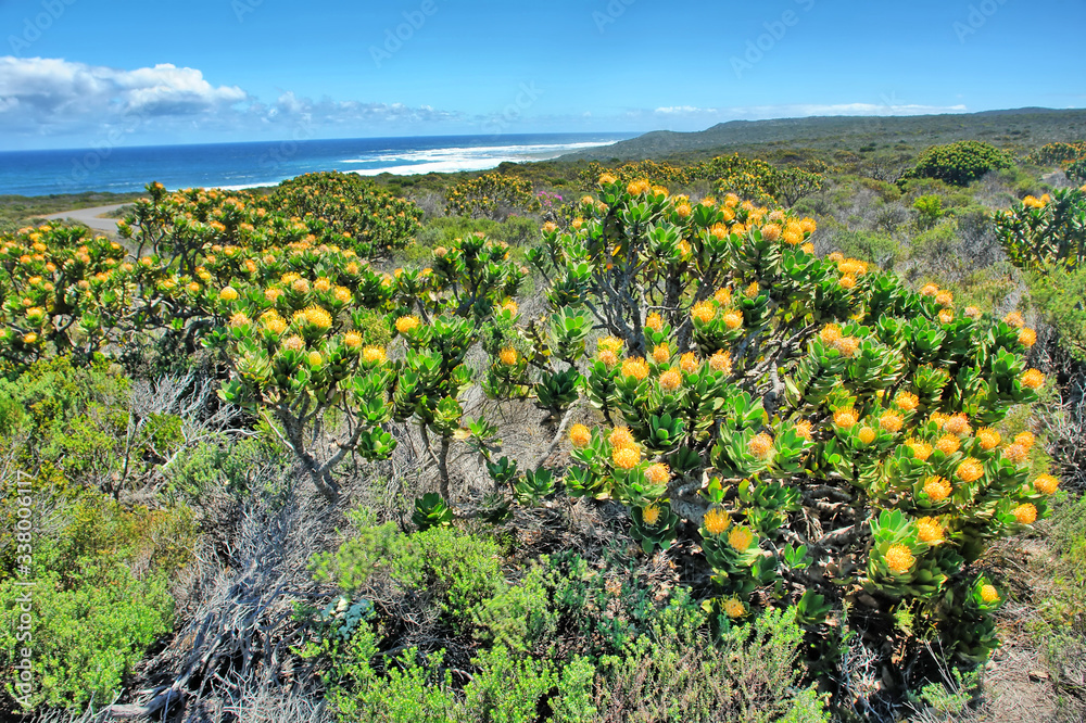 Fynbos - belt of natural shrubland vegetation located in the Cape ...