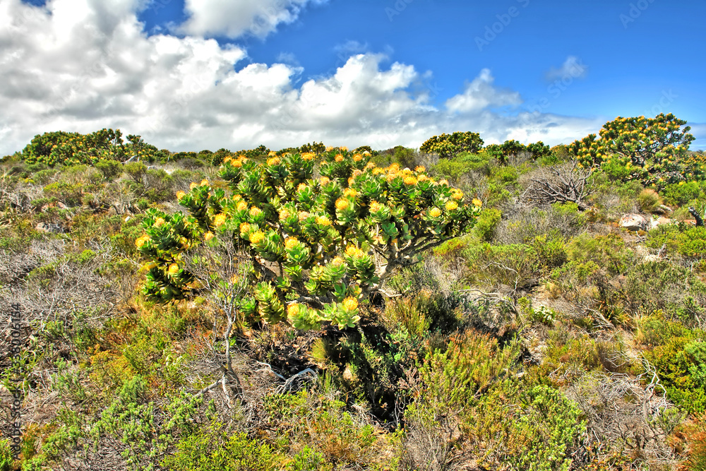 Fynbos - belt of natural shrubland vegetation located in the Cape ...