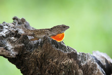 Brown Anole Lizard Free Stock Photo - Public Domain Pictures