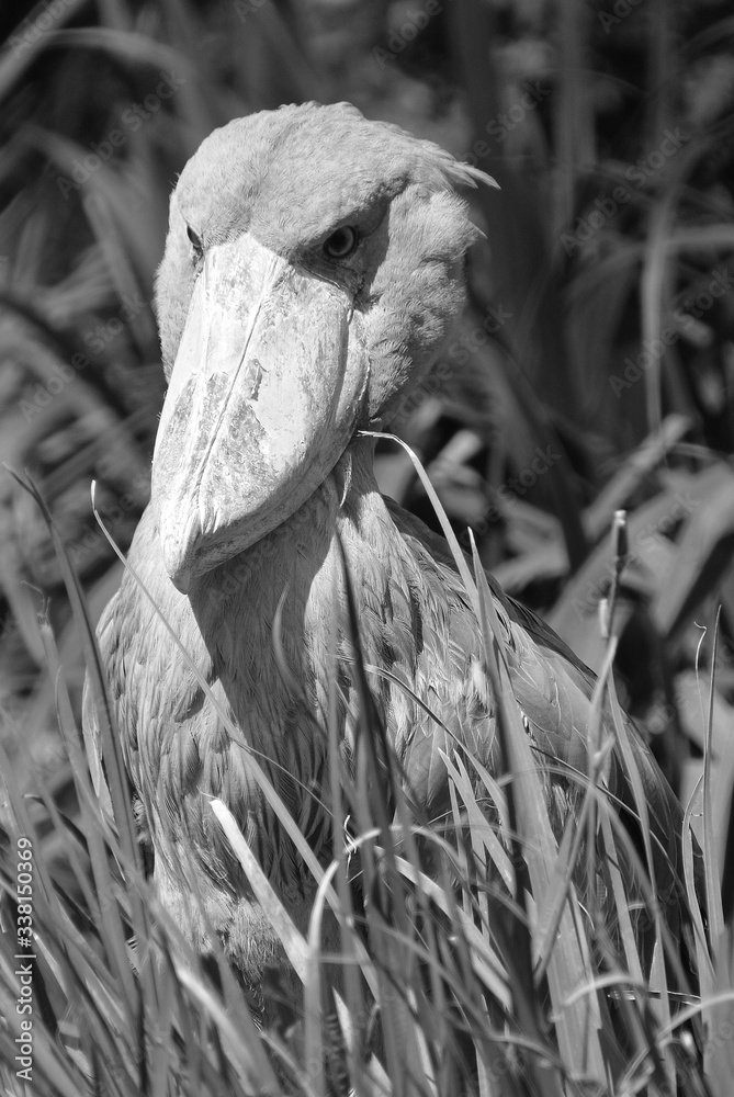 Shoebill storks are native to East-Central Africa. They favor ...