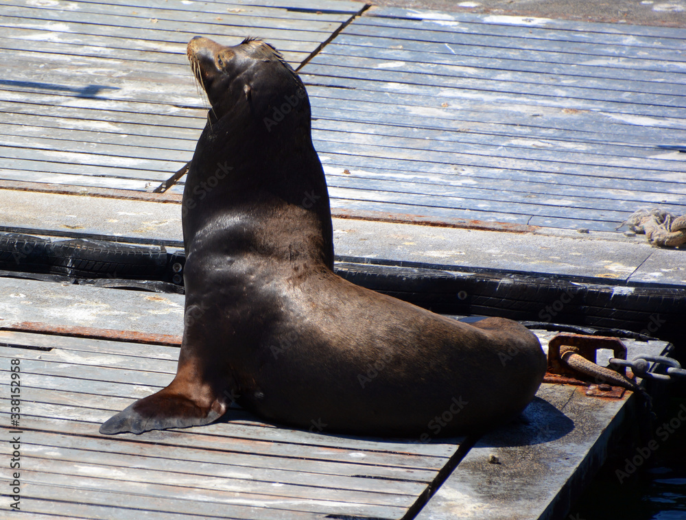 Sea Lion on harbor quay in Southern California USA. Sea lions are sea ...