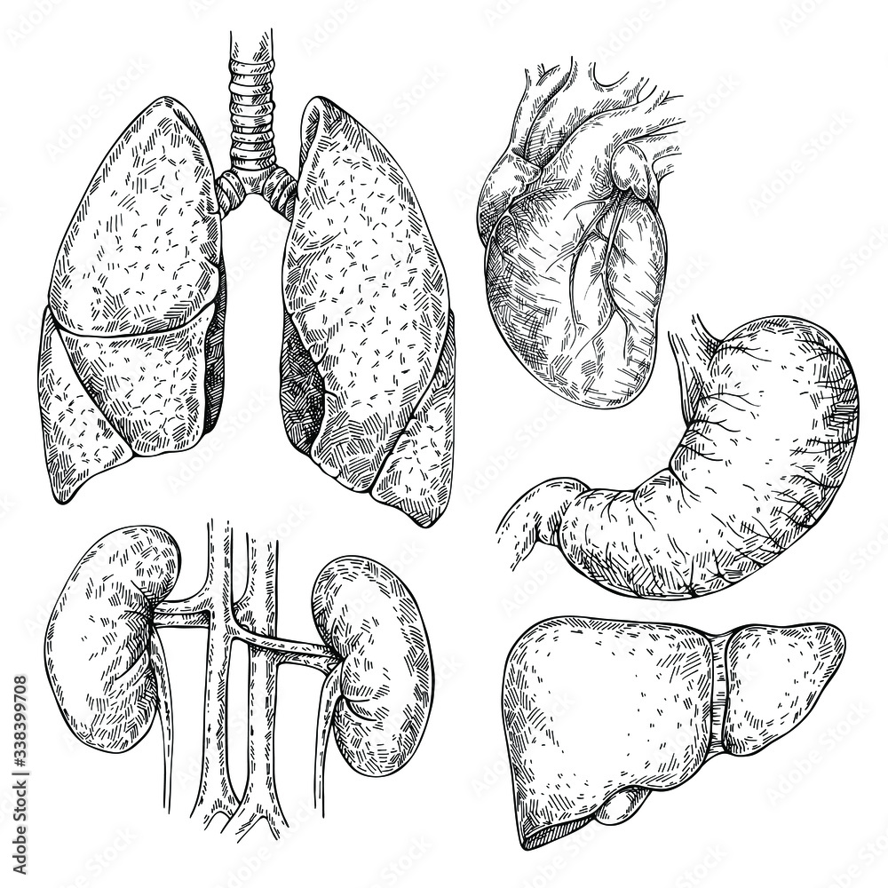 Sketch Anatomical kidneys organ. Human anatomy. Hand drawn Kidney ...