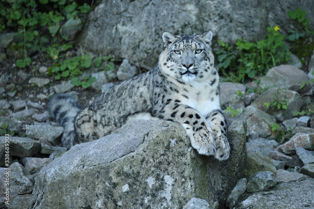 Stock-Foto „Snow leopard portrait in amazing light. Wild animal in the ...