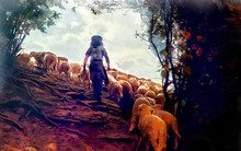 Shepherd And Flock Of Sheep Free Stock Photo - Public Domain Pictures