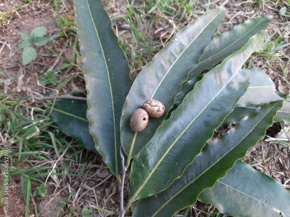 Polyalthia longifolia (the Ashoka native to India) seeds. A lofty ...