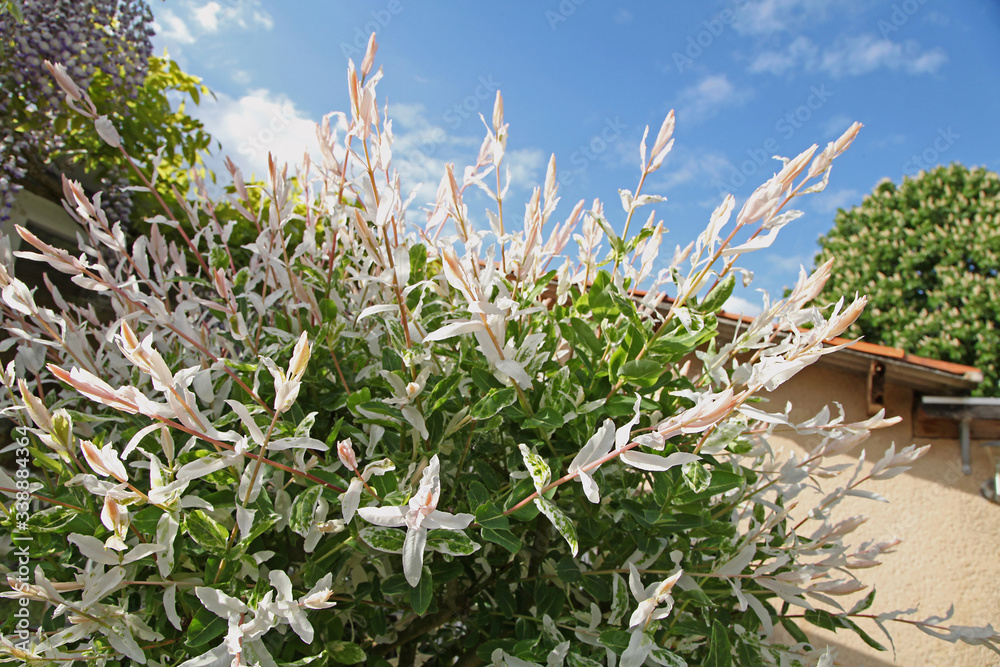 Salix integra 'Hakuro-Nishiki' Stock Photo | Adobe Stock