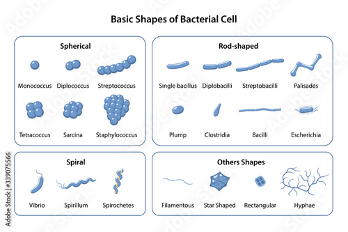 Set of basic shapes and arrangements of bacteria. Microbiology. Types ...
