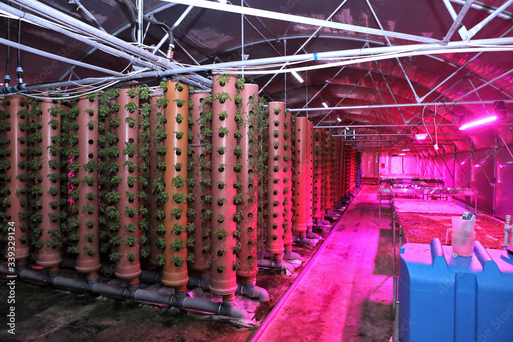Growing plants aeroponics. Unique production of greenery and plants ...