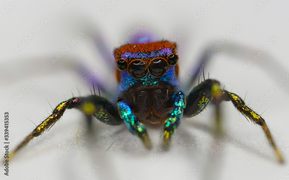 Macro photos of spiders ,hammerhead,wasp,moth,butterflies,grass hopper ...