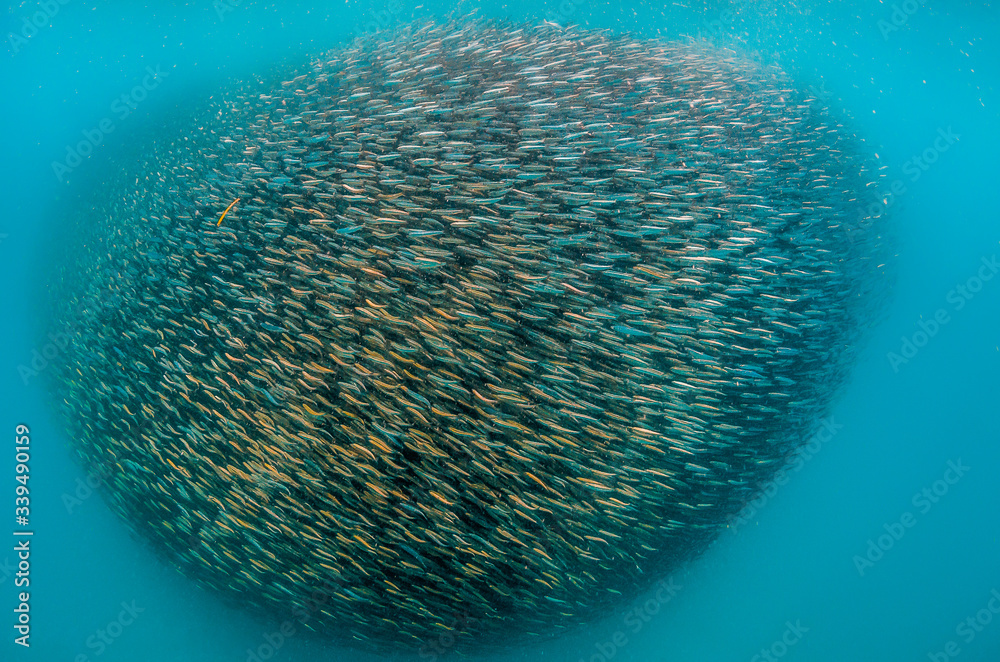 Huge school of tiny bait fish swimming together in clear shallow water ...