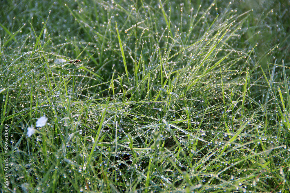 Grass covered with droplets of morning dew in the rays of the rising ...