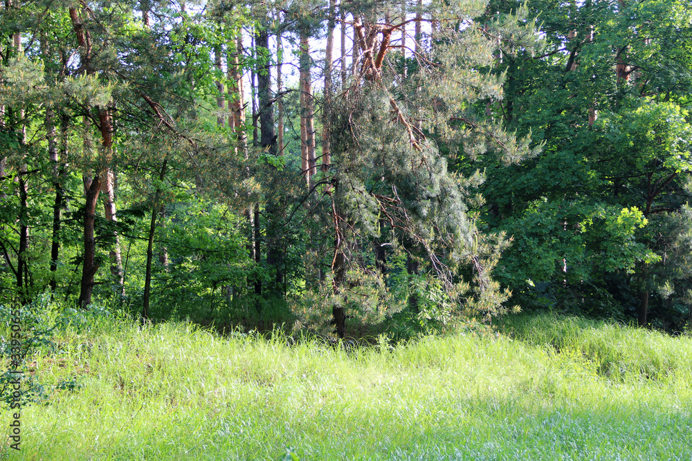 Beautiful picturesque forest landscape: fluffy pine in cones at the ...