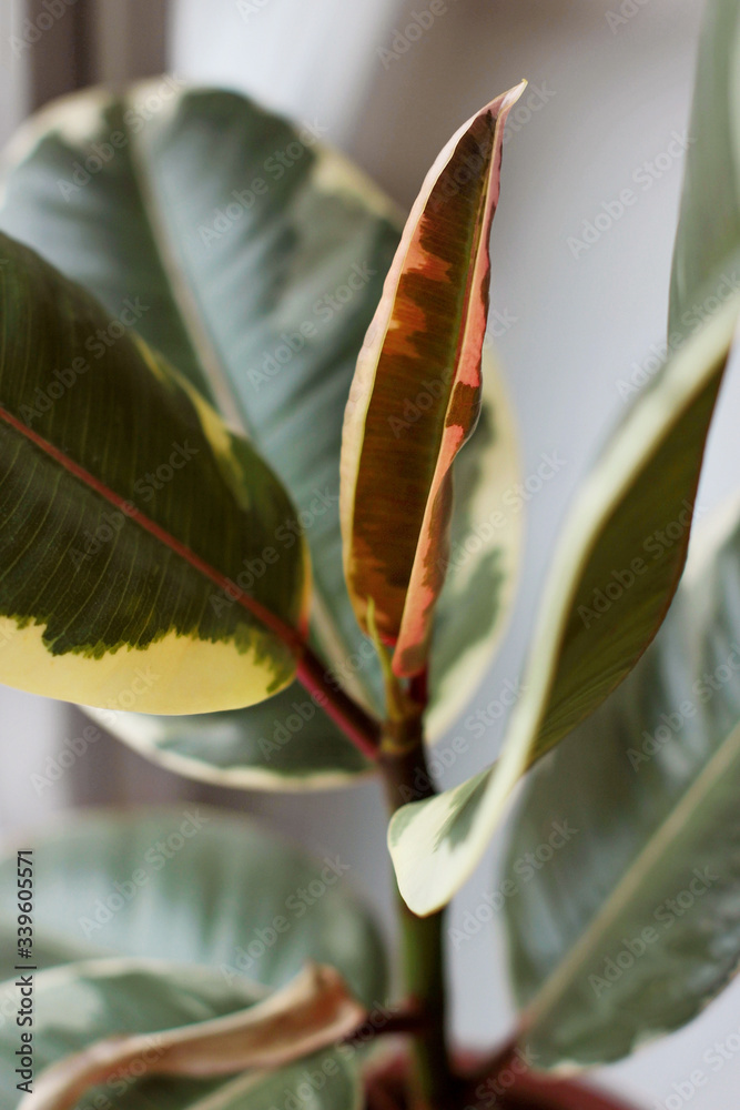 Variegated rubber tree (ficus elastica) puts forth leaf-buds. New leaf ...