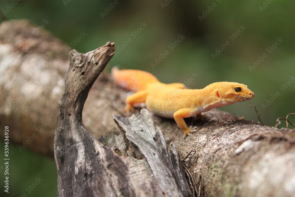 The common leopard gecko is a cathemeral, ground-dwelling lizard native ...
