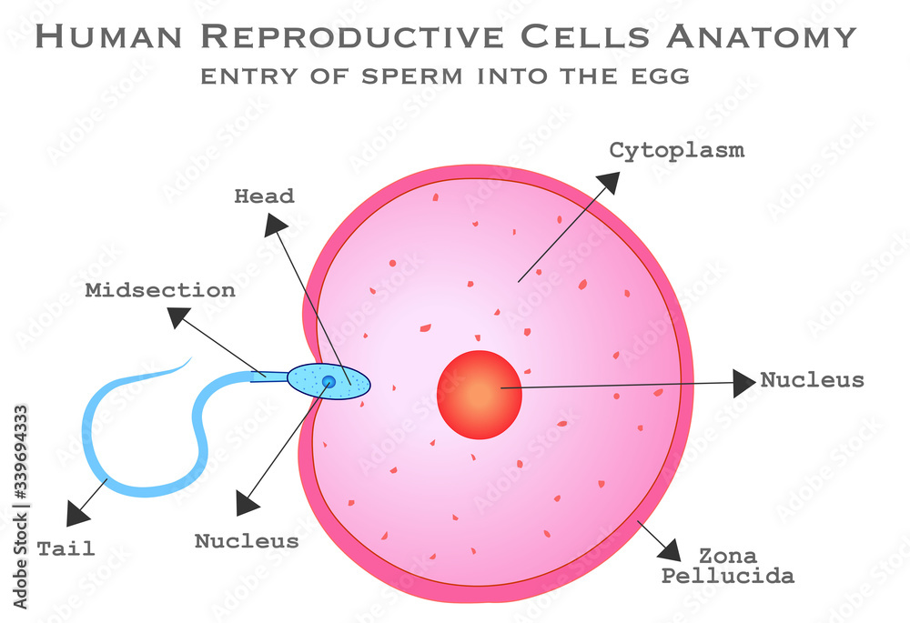 Human male female reproductive cells diagram. Fertilizer. Sperm cell ...